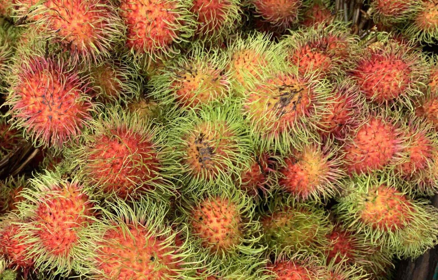 The 14 Best Tropical Fruits Around The World To Try - The Female ...